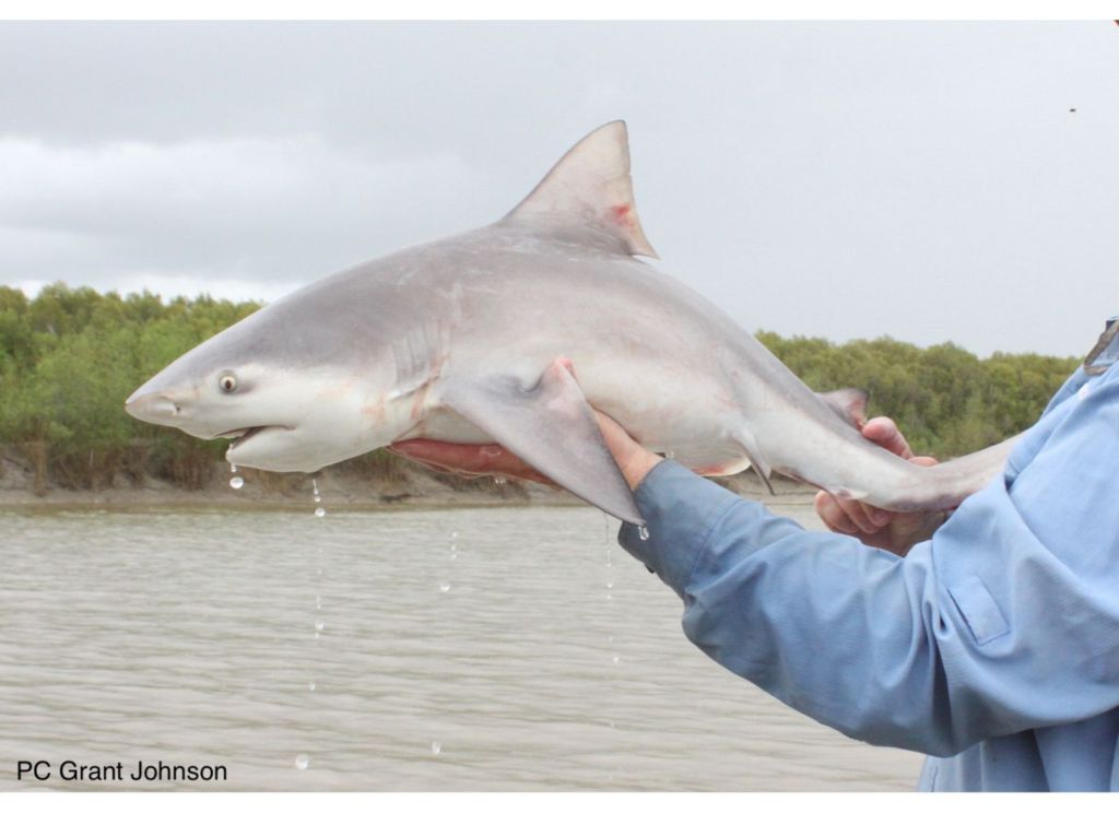 Mississippi records three shark bite encounters | Magnolia State Live