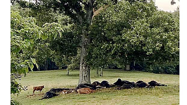 Lightning strike kills 31 cows on Alabama farm | Magnolia State Live